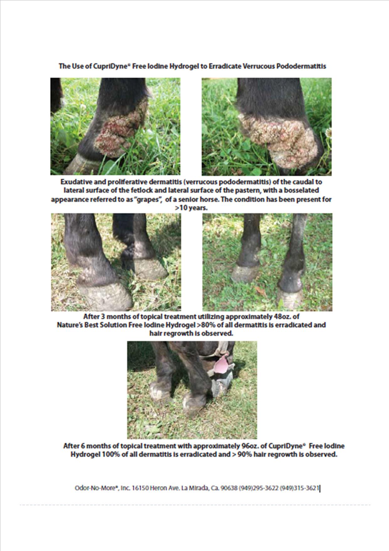 Verrucous pododermatitis – Colleen B Kelly